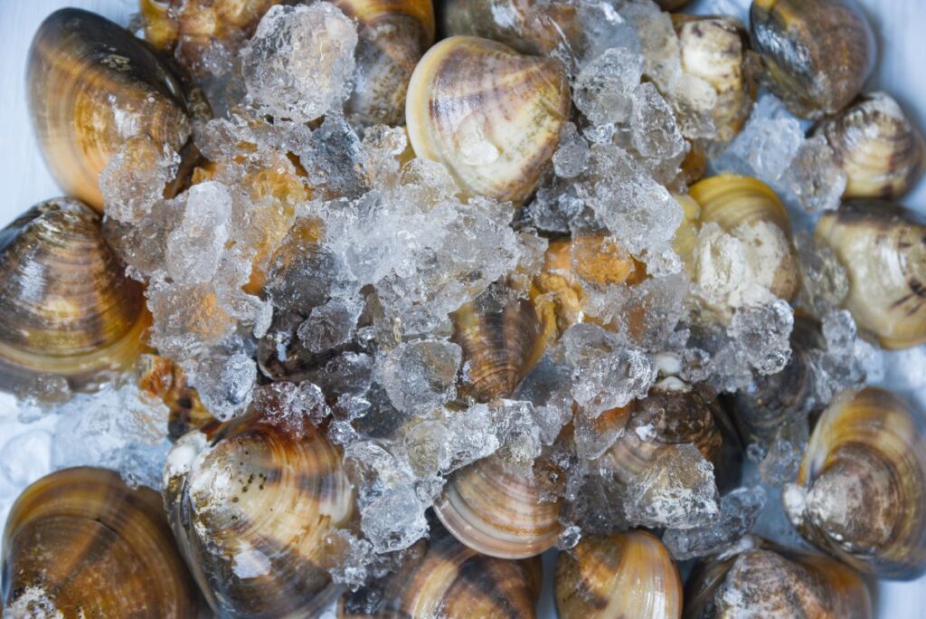 Can You Go Scalloping with a Boat?