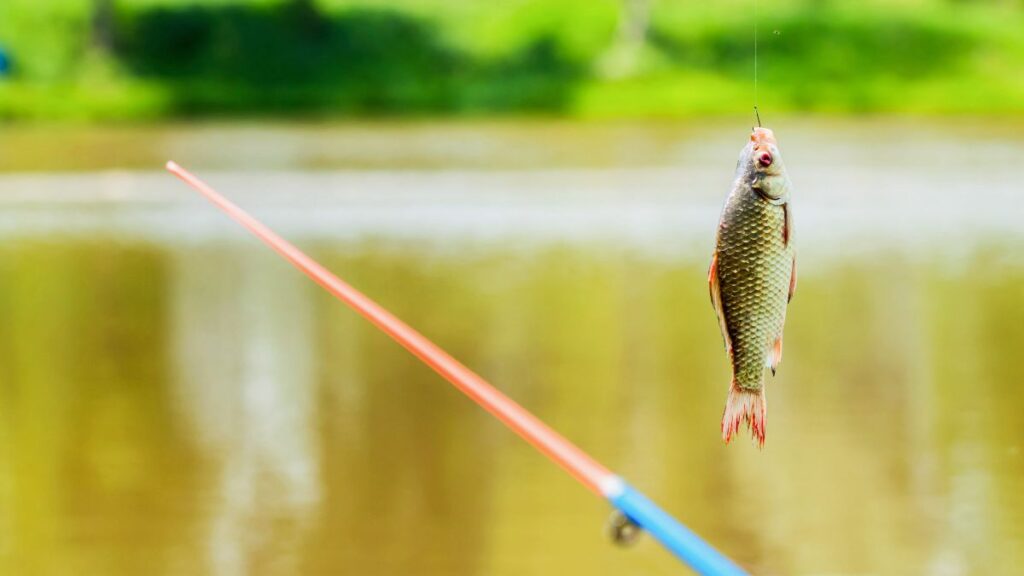 Where do you put the bobber on fishing line?